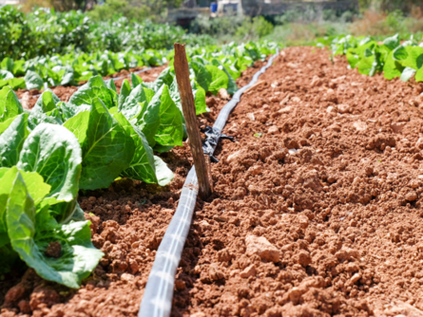 Irrigation Repair & Maintenance: Marietta, GA | Carmon's Inc.